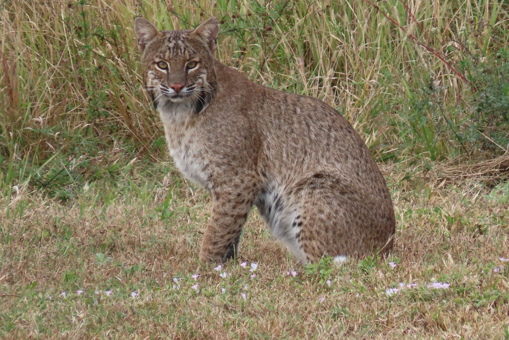 Bobcat from STA 1W, Palm Beach County, FL, USA on December 1, 2024 at ...