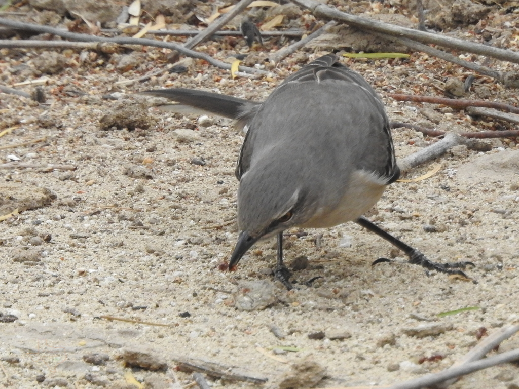 Northern Mockingbird from Kleberg County, TX, USA on November 30, 2024 ...