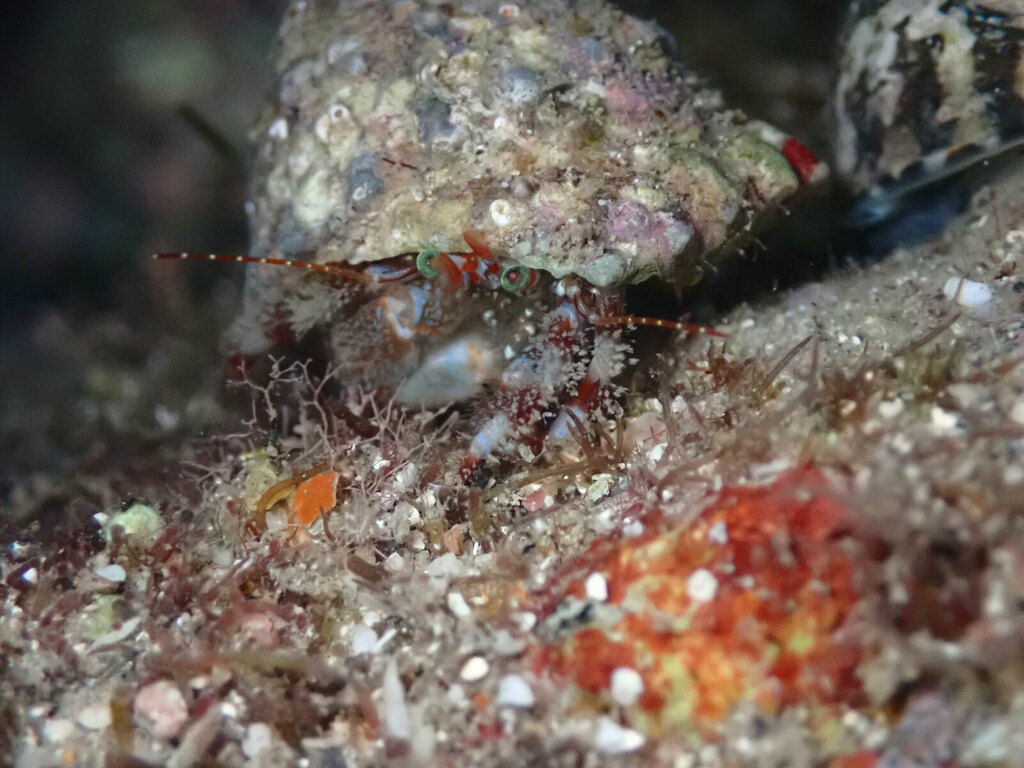 Pagurus japonicus from 和歌山県串本町 田子 on October 19, 2020 at 01:39 AM by ...