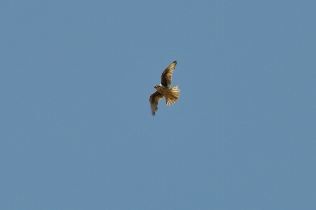 Prairie Falcon from Fort Rock, Oregon 97735, USA on May 27, 2016 at 04: ...
