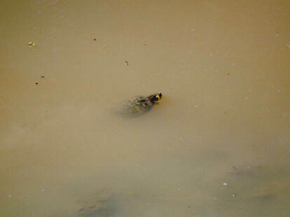 Pond Slider from Phinizy Swamp Nature Park, 1858 Lock and Dam Rd ...