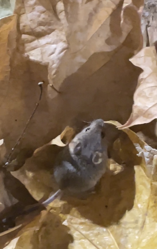 House Mouse from Centre Sportif Du Parc Olympique, Montréal, QC, CA on ...