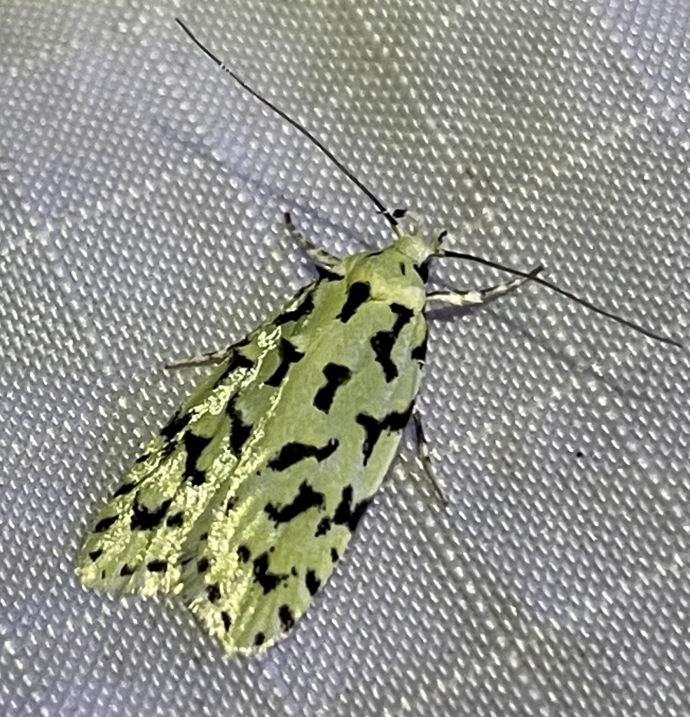 Green lichen tuft moth from North Island / Te Ika-a-Māui, Hunua ...