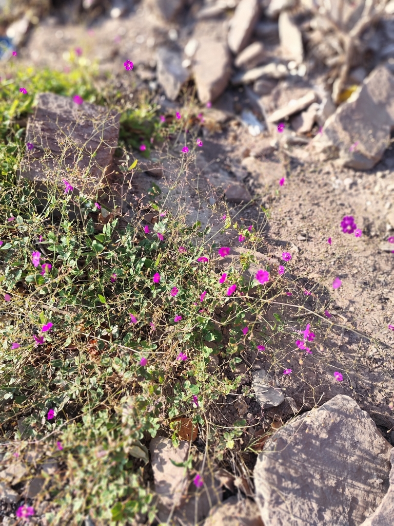 scarlet spiderling from 68604 État de Oaxaca, Mexique on November 30 ...