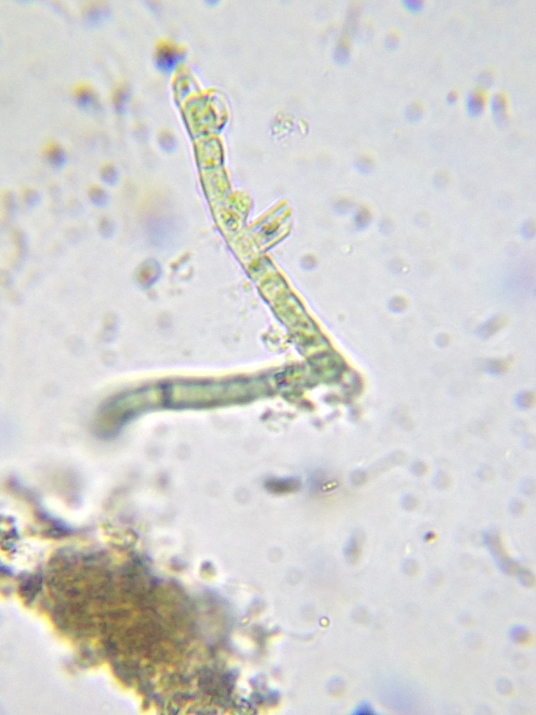 Fischerella muscicola from Comox Valley, BC, Canada on July 19, 2024 at ...