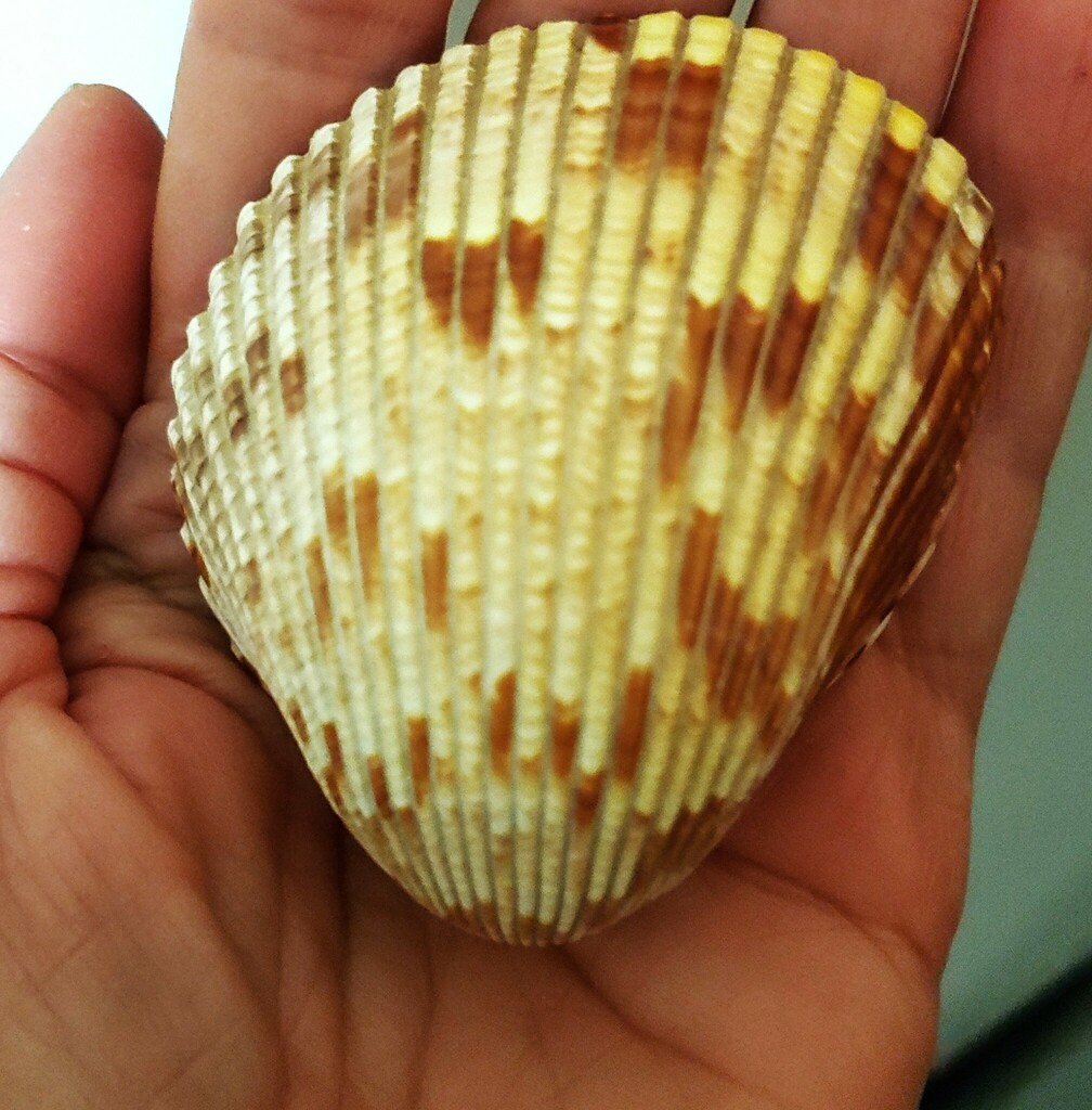 Giant Atlantic Cockle from Tybee Island, GA 31328, USA on May 24, 2023 ...