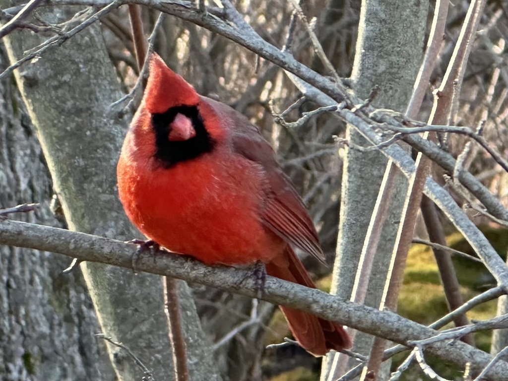 Northern Cardinal from Lexington St, Woburn, MA, US on December 1, 2024 ...
