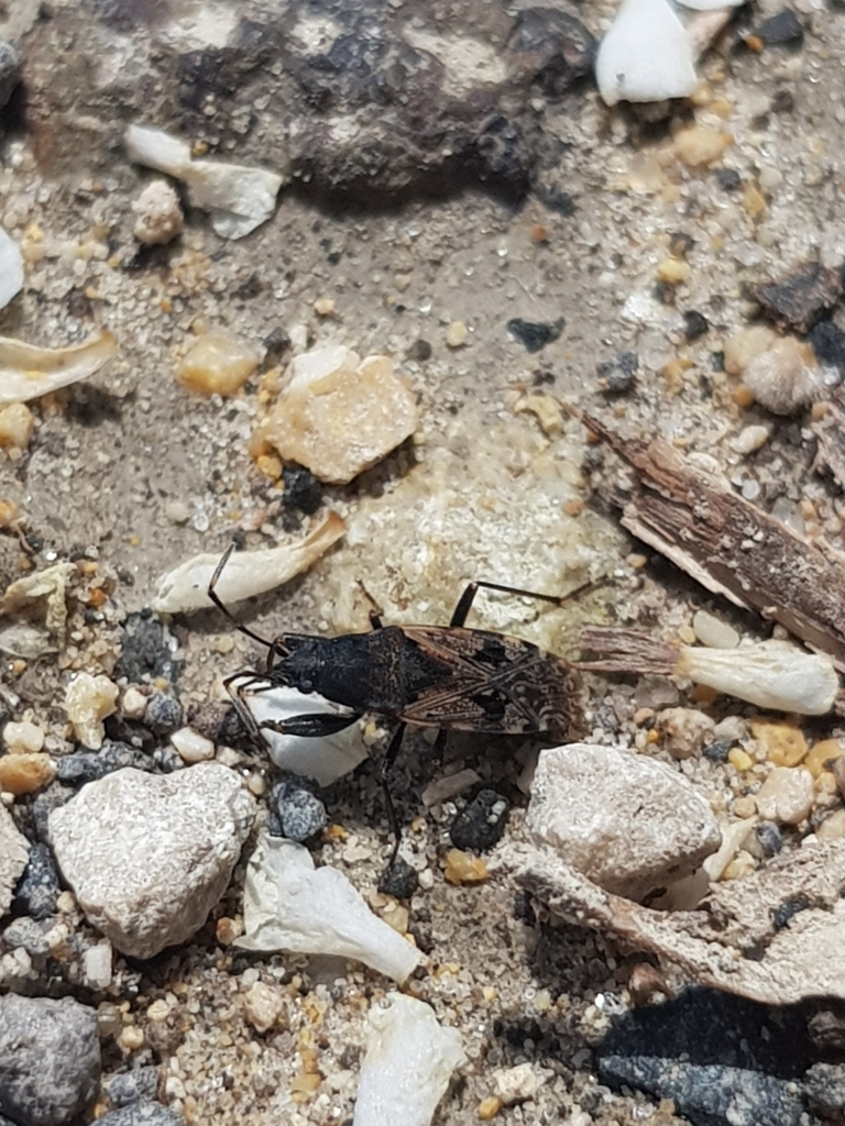 Strawberry Bug from Glenburnie SA 5291, Australia on December 2, 2024 ...