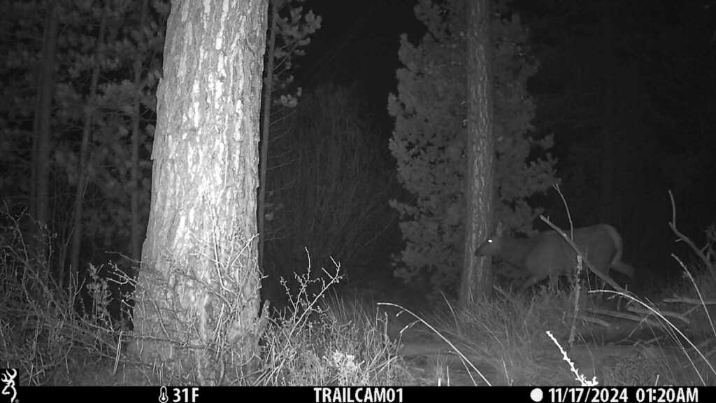 Wapiti from Deschutes County, OR, USA on November 17, 2024 at 01:20 AM ...