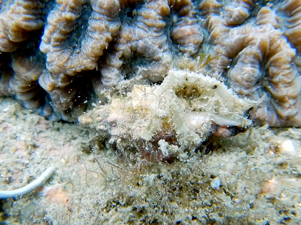 Micropagurus propinquus from 高知県大月町 西泊 on July 29, 2019 at 02:18 PM by ...