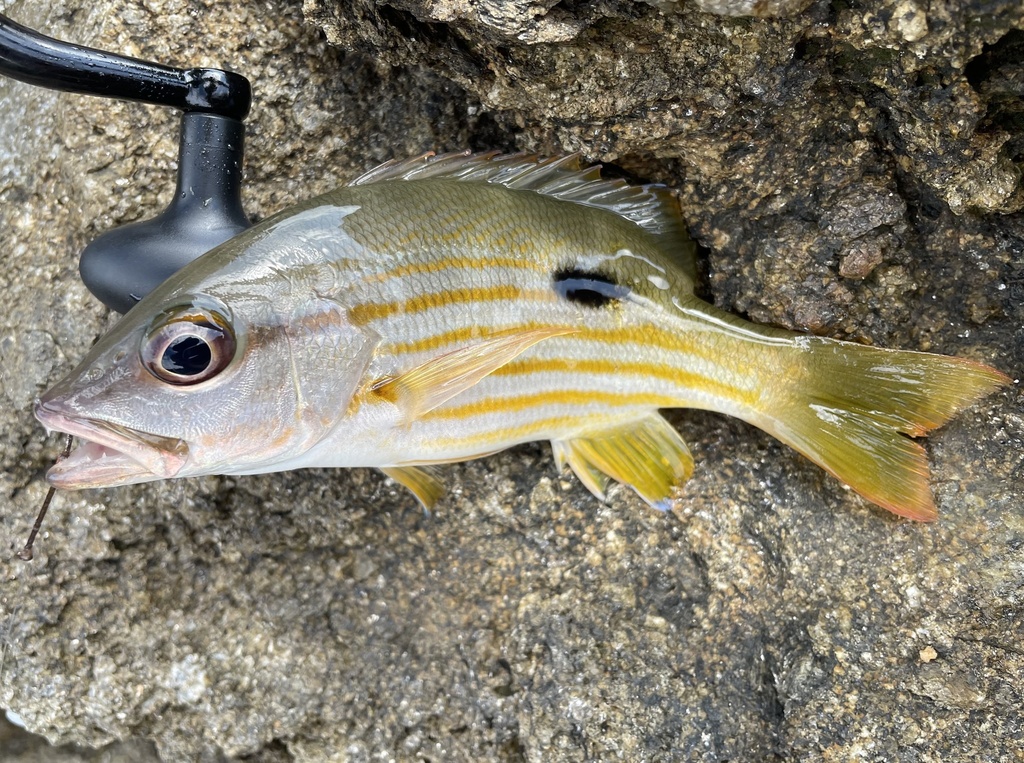 Blackspot Snapper from Bingil Bay, Djiru, QLD, AU on December 2, 2024 ...