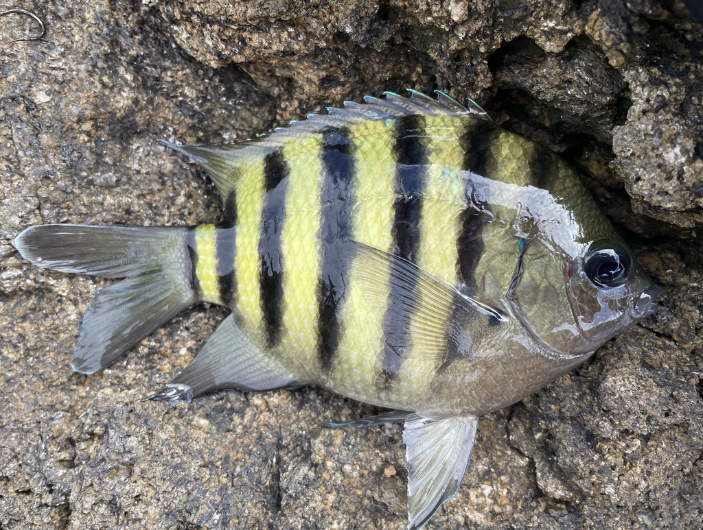 Bengal Sergeant from Bingil Bay, Djiru, QLD, AU on December 2, 2024 at ...