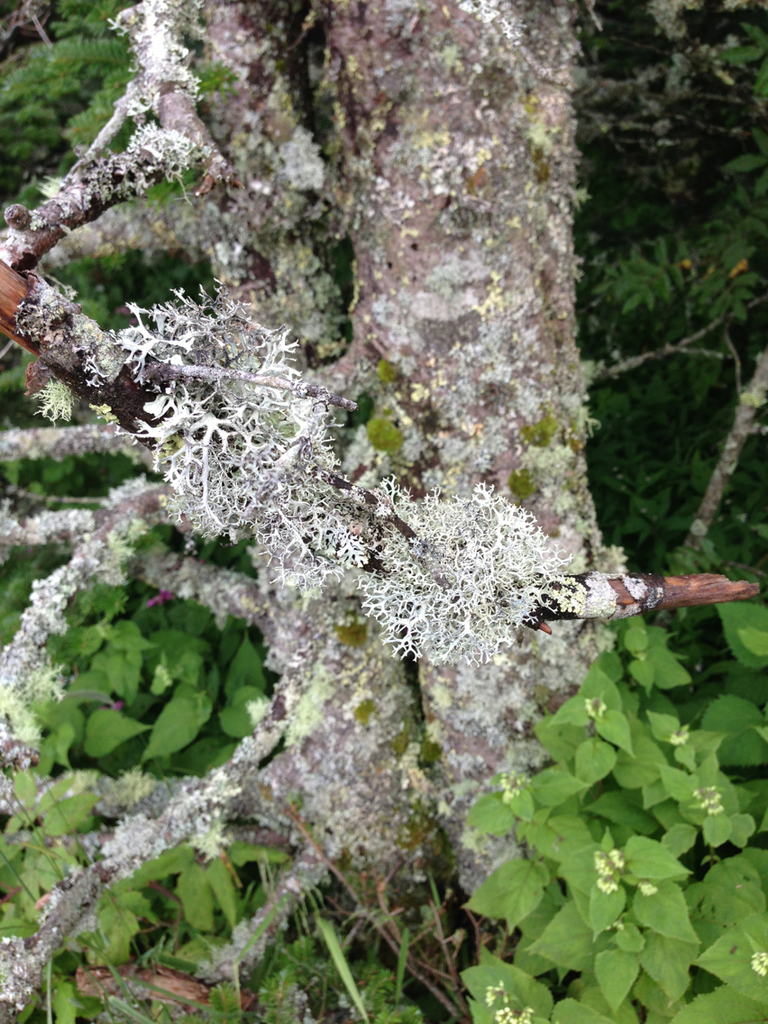 Light-and-dark Lichen (Common lichens and fungi of the Maine coast ) · iNaturalist
