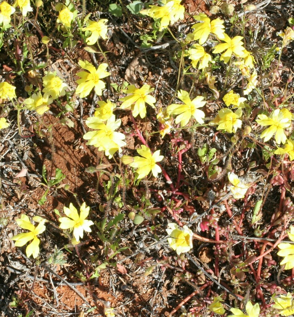 Something from Woolgorong Station WA on August 29, 2006 by geoffbyrne ...