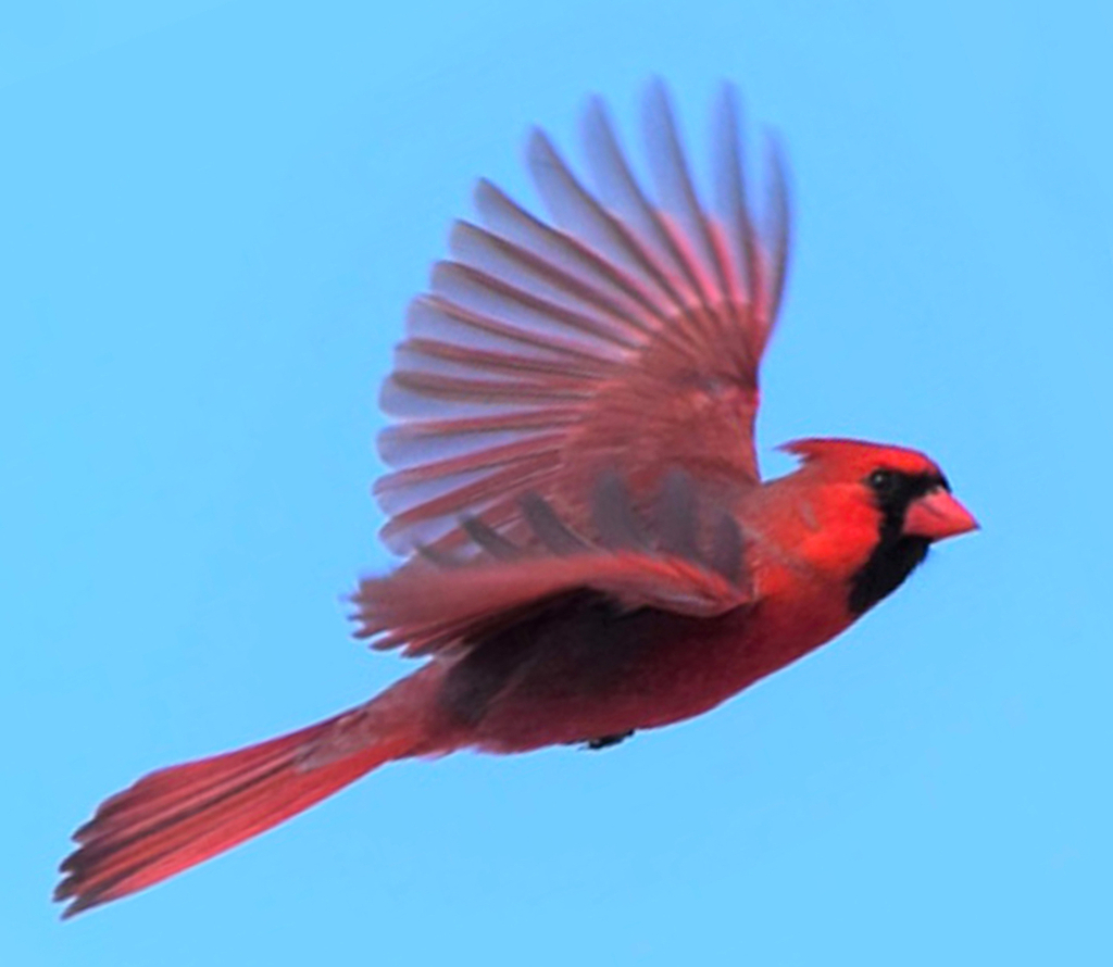 Northern Cardinal from Muscle Shoals, AL, USA on November 18, 2024 at ...