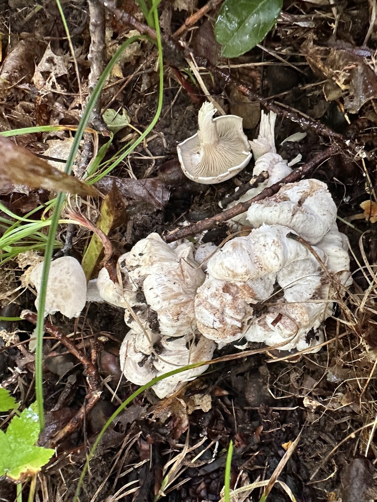 Aborted entoloma from Chequamegon-Nicolet National Forest, Cable, WI ...