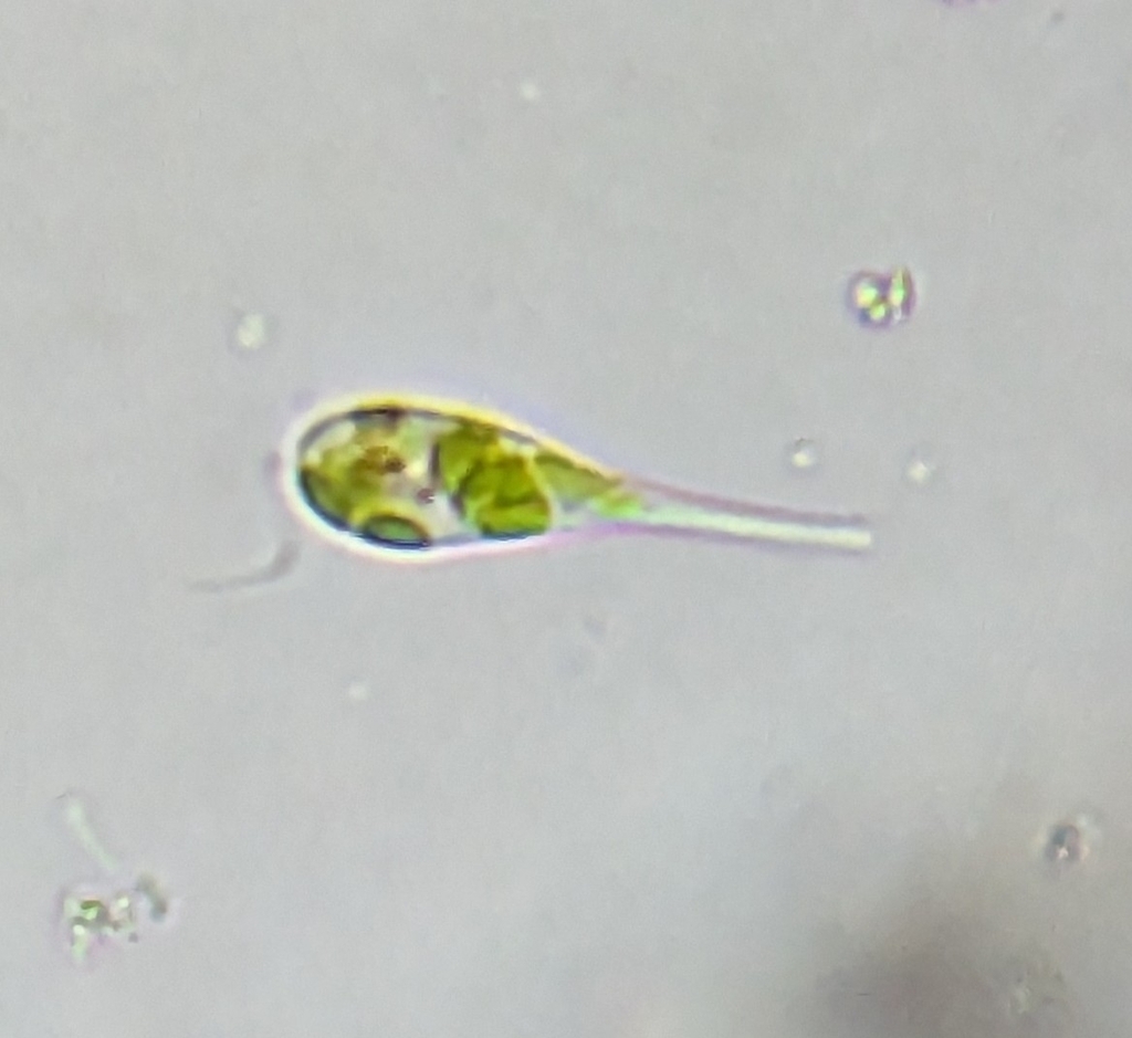 Euglenaceae from Location: 40.580471, -73.997073 on September 4, 2023 at 09:34 PM by Zihao Wang ...