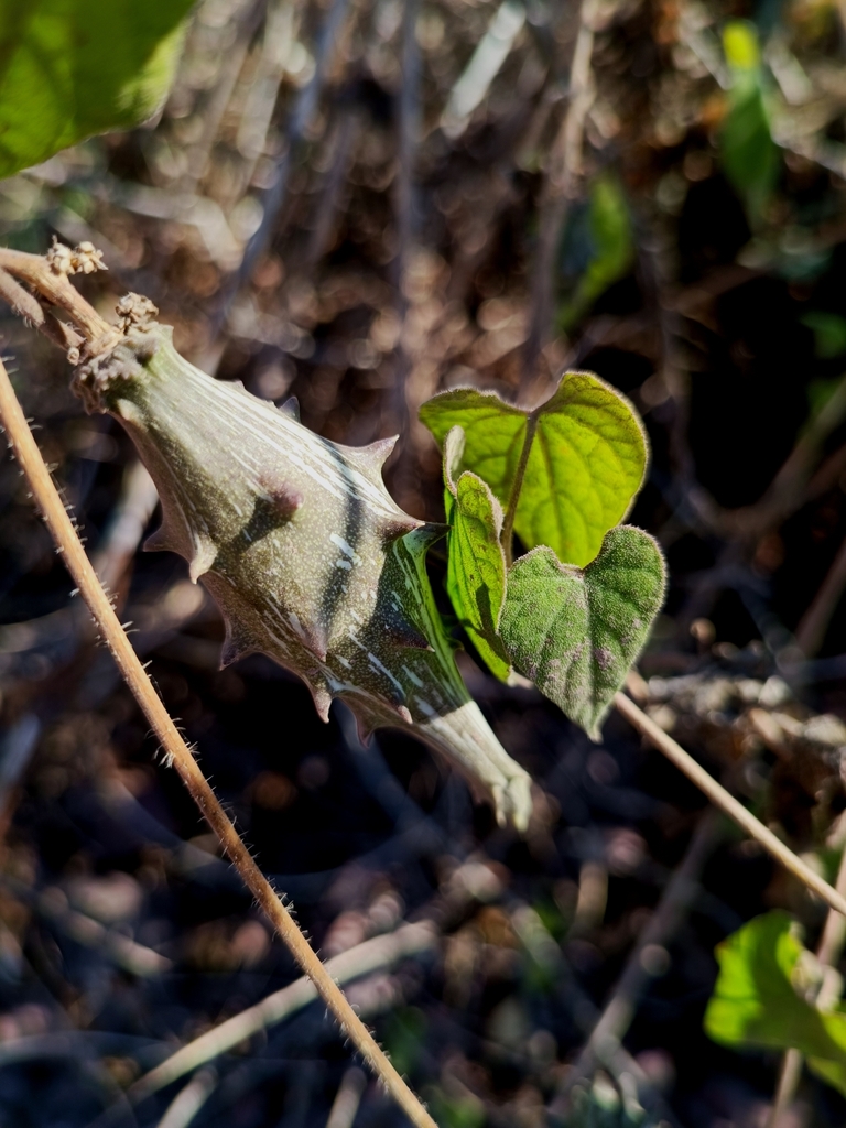 Dictyanthus sepicola from 82540 Sin., México on December 1, 2024 at 10: ...
