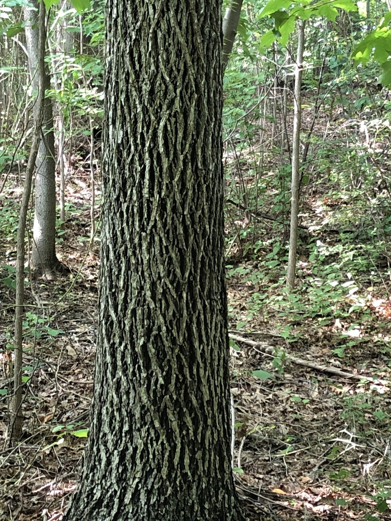 Butternut from Cold Spring Harbor State Park, Cold Spring Harbor, NY ...