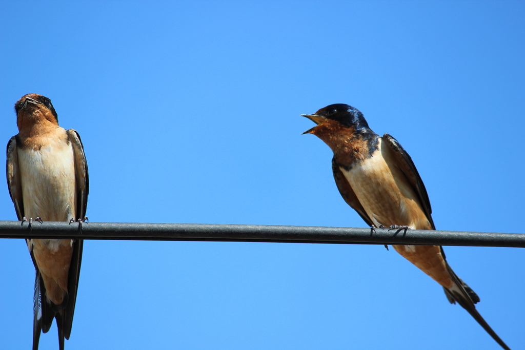 American Barn Swallow (Hirundo rustica erythrogaster) - Avian Discovery