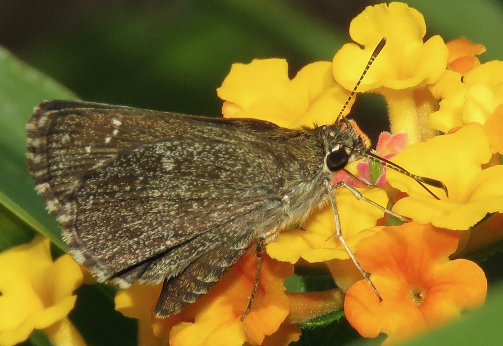 Celia's Roadside-Skipper (San Antonio Missions National Historical Park Butterfly Guide 🦋 ...