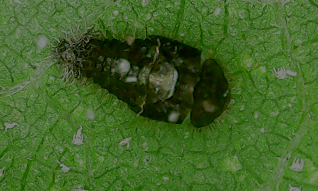 Insects from Kaohsiung, TW-KH, TW on December 1, 2024 at 11:09 AM by ...