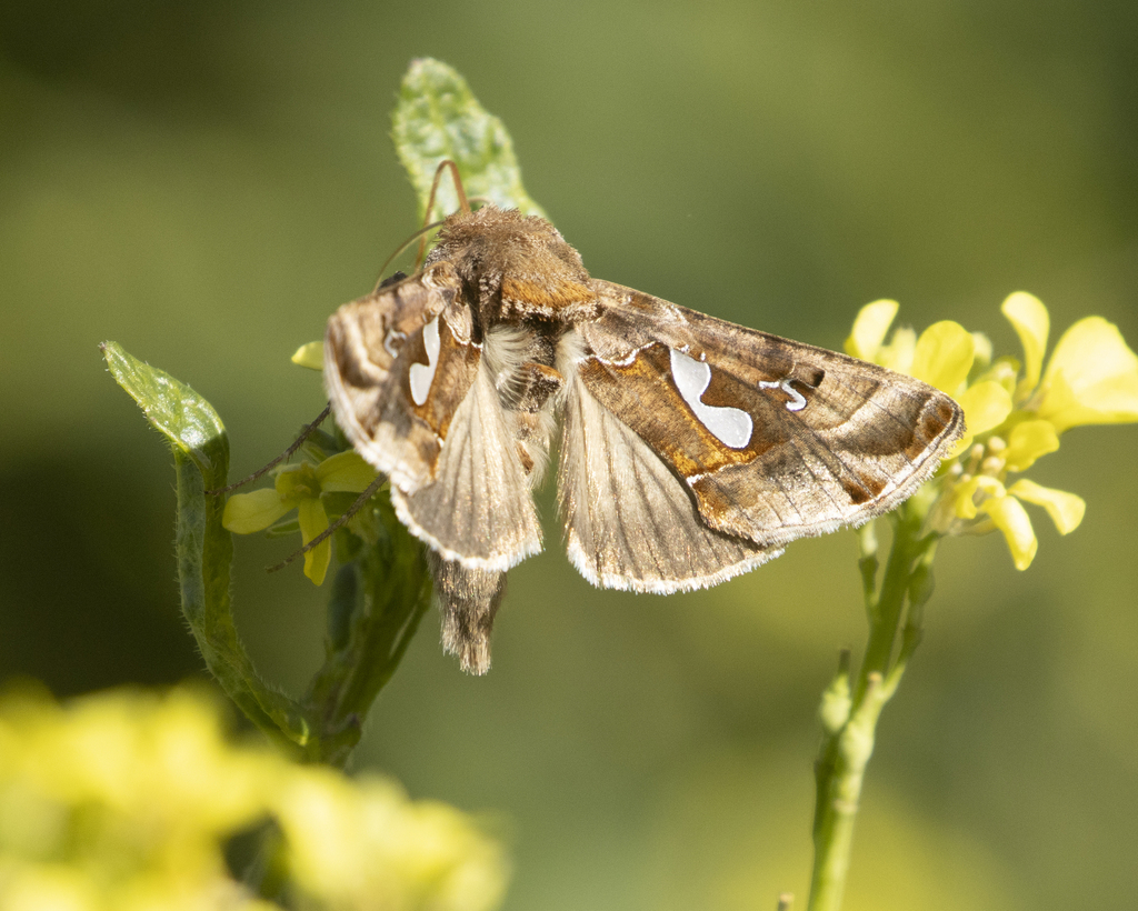 Bilobed Looper Moth from Bell County, TX, USA, Gravel Crossing on ...