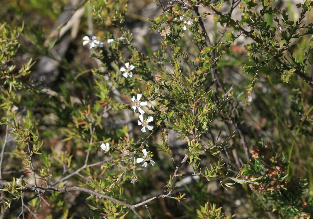 Small-leaf Tea-tree from Blue Mountains, NSW, Australia on November 6 ...