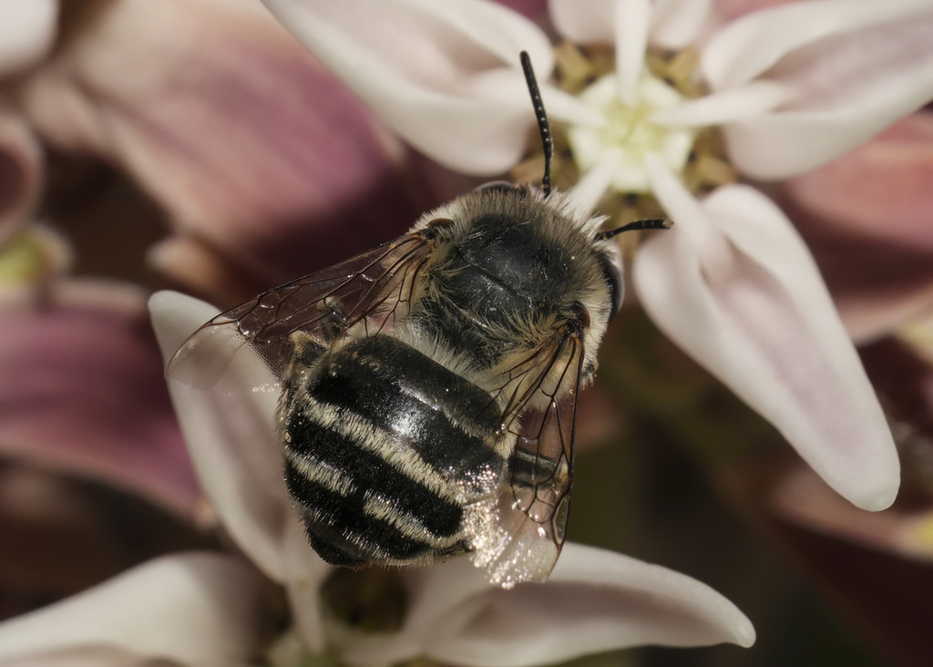 Urbane Digger Bee from Leavenworth Fish Hatchery, Chelan County, WA ...