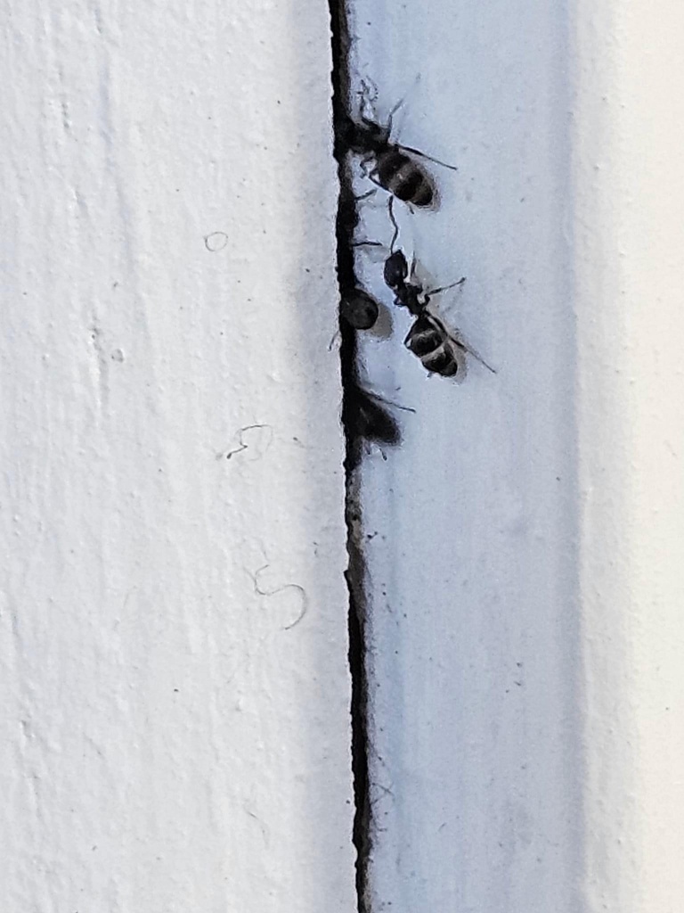 Ants from North Island / Te Ika-a-Māui, Orini, Waikato, NZ on December ...