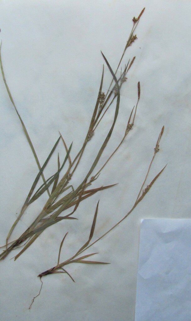 Slender Loose-flowered Sedge in May 1988 by Chuck Thomas. syn. Carex ...