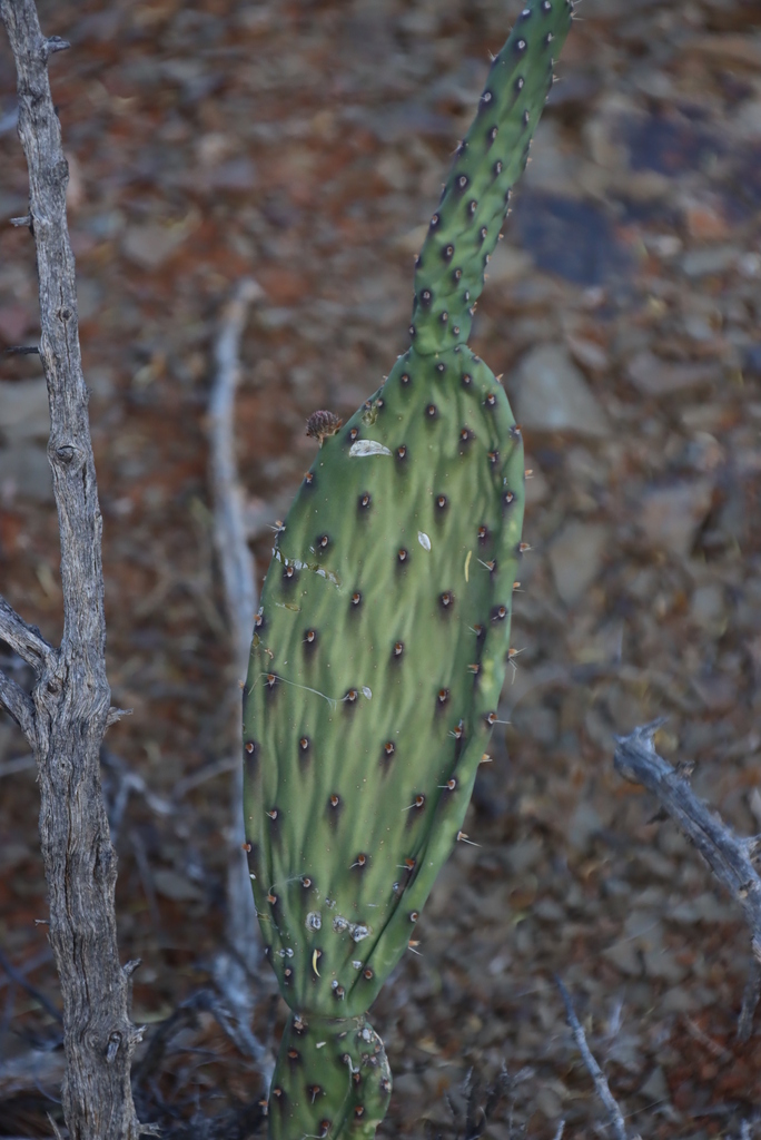 Opuntia bonaerensis from Valley S of Jaskloof farmhouse, Jaskloof ...