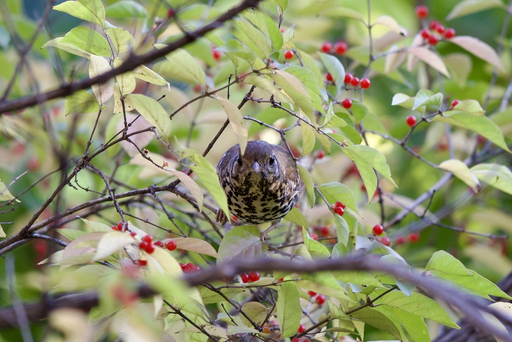 Chinese Thrush from 全国农业展览馆, 北京市, CN on October 19, 2024 at 03:47 PM by ...