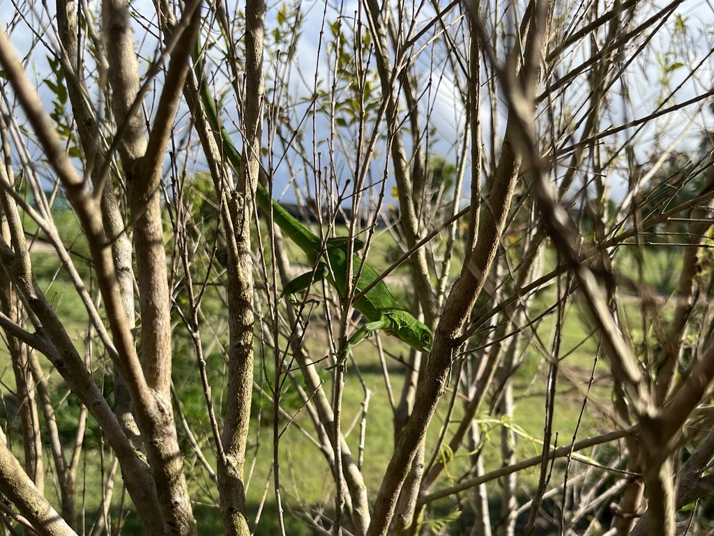Green Iguana from Puerto Rico, Manatí, PR, US on August 29, 2024 at 04: ...