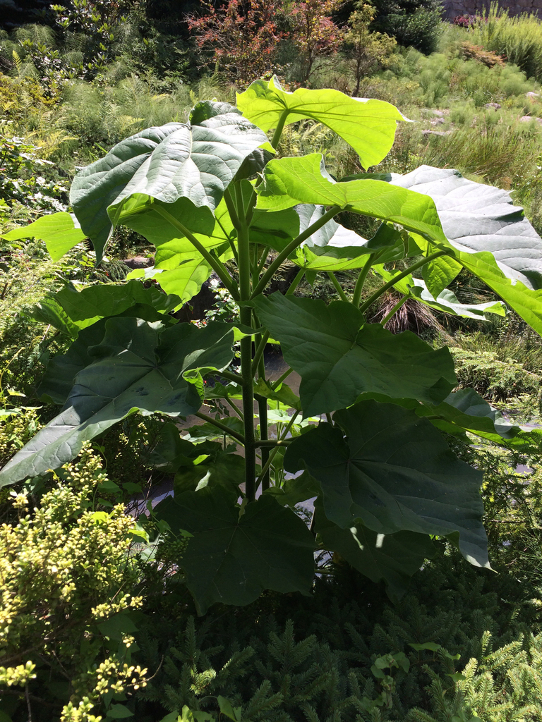 princess tree from Kubota Garden, Seattle, WA, US on July 19, 2019 at ...