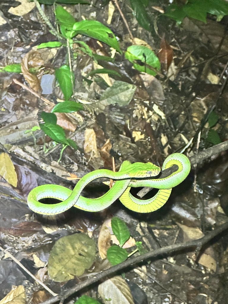 Sumatra Pit Viper in December 2024 by Ray Yan · iNaturalist