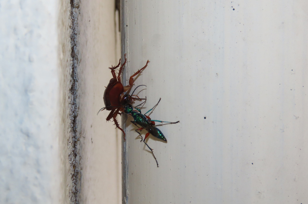 Emerald Cockroach Wasp from Dutugemunu, Sri Lanka on December 01, 2024 ...