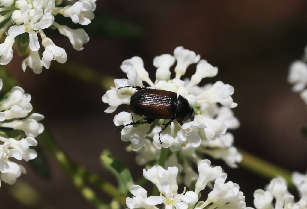 Scarabs from Blue Mountains, NSW, Australia on November 6, 2024 at 12: ...