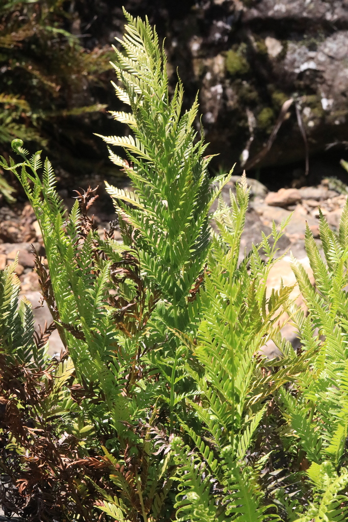 king fern from Blue Mountains, NSW, Australia on November 6, 2024 at 01 ...