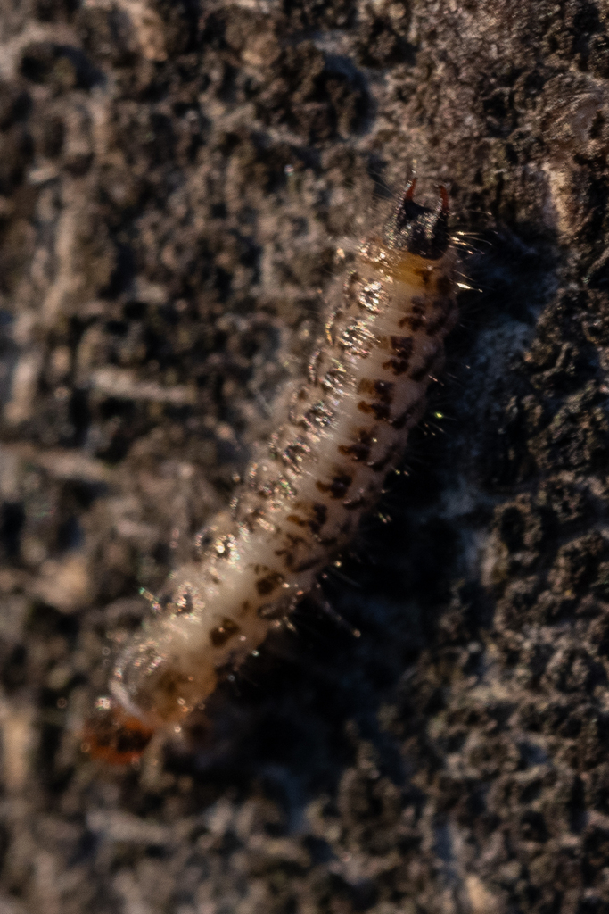 Winged and Once-winged Insects from South Vancouver, Vancouver, BC ...