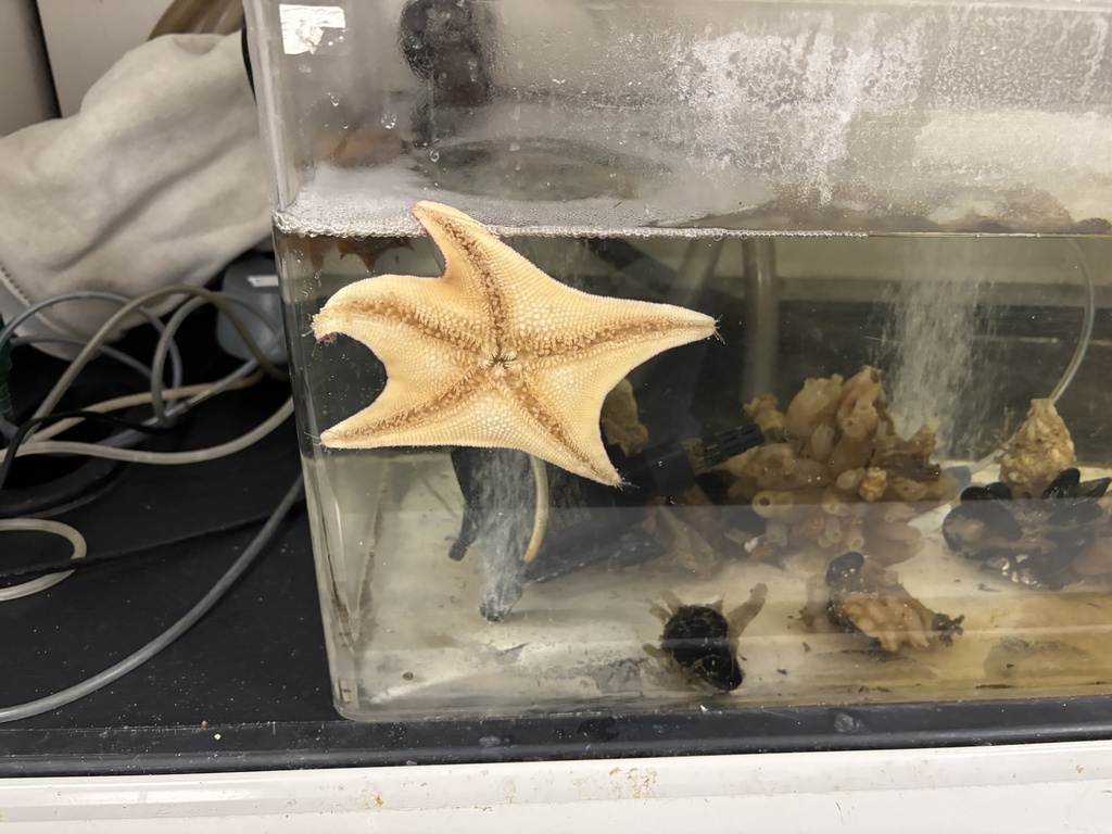 Bat Star from California State University, Northridge, Los Angeles, CA ...