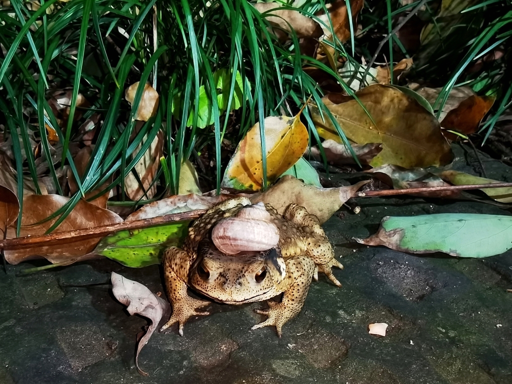 Asiatic Toad from 中国浙江省杭州市西湖区白乐桥179号 邮政编码: 310058 on September 25, 2023 ...