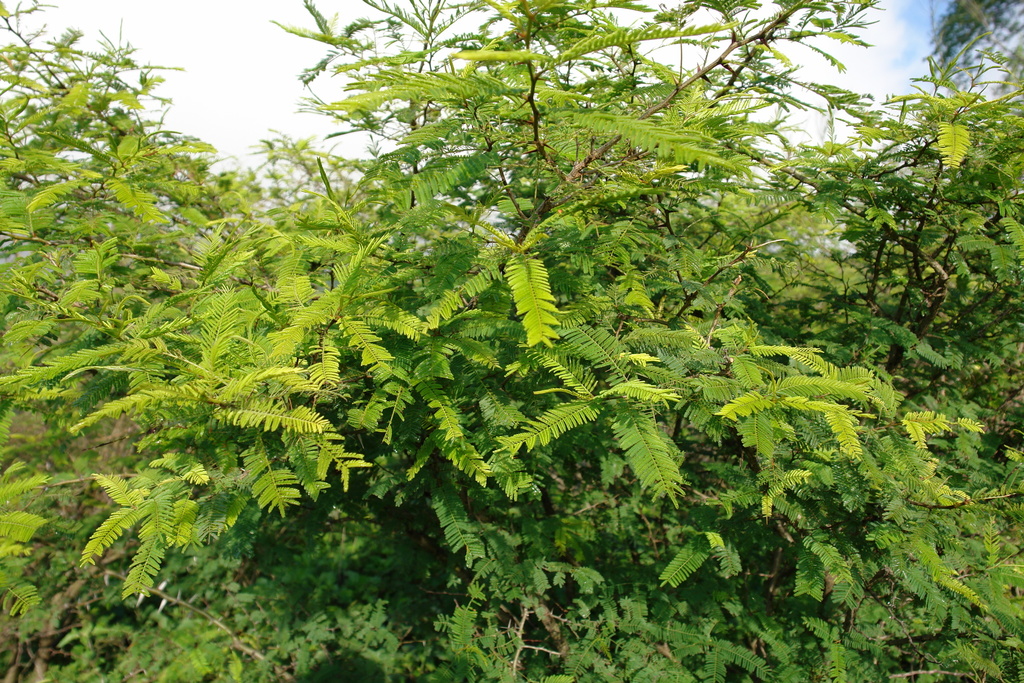 Boat-spine Acacia from Tlaltizapán, Mor., México on July 29, 2016 at 08 ...