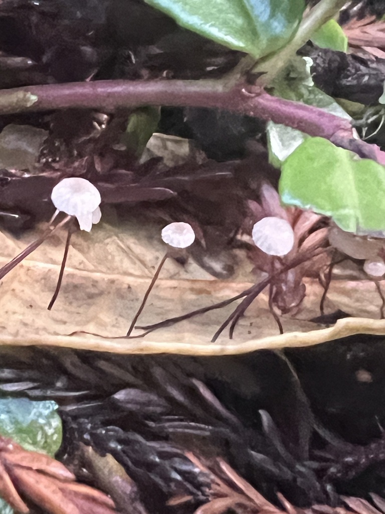 Oak-leaf Pinwheel from Purisima Creek Redwoods Preserve, Redwood City ...