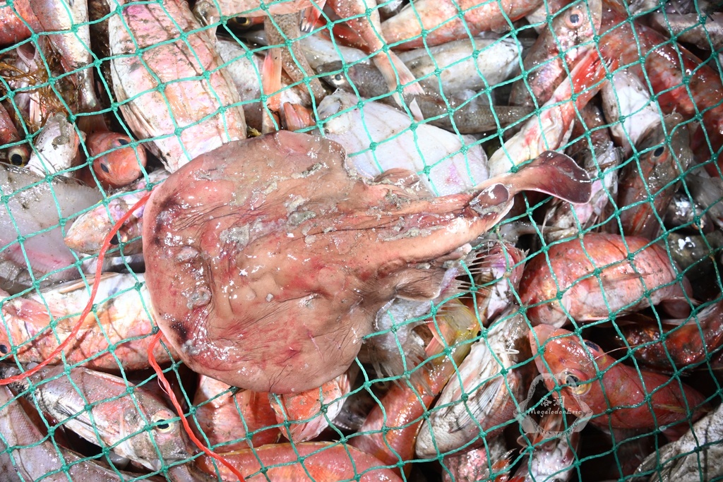 Japanese Sleeper Ray in April 2024 by Eric.L.Chen · iNaturalist