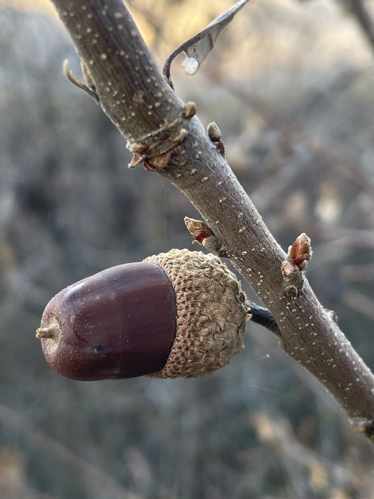 Shin Oak in December 2024 by Preston Ernest · iNaturalist