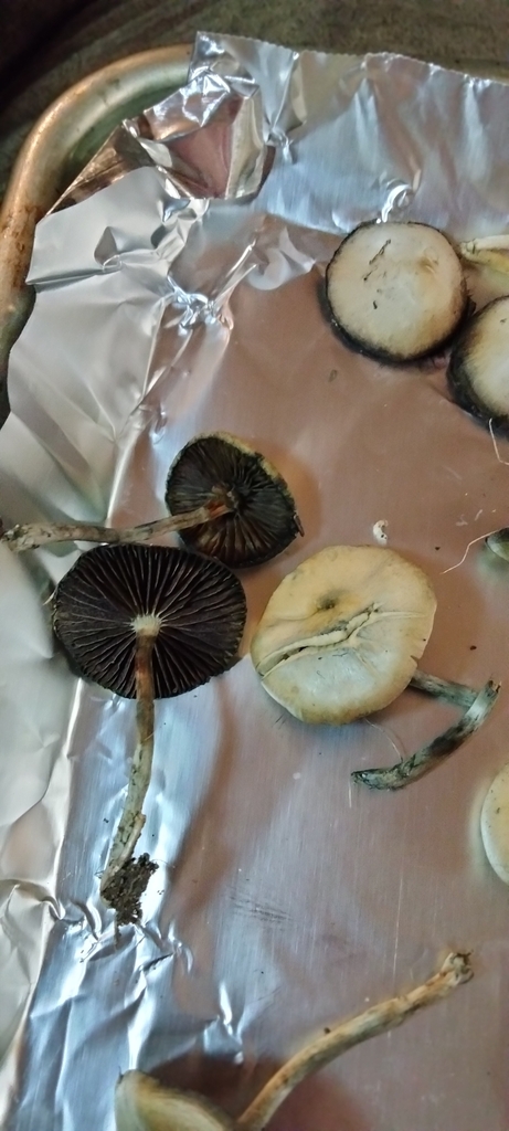 Wavy Cap in December 2024 by loreross. Aging specimens 1.5-2cm across ...