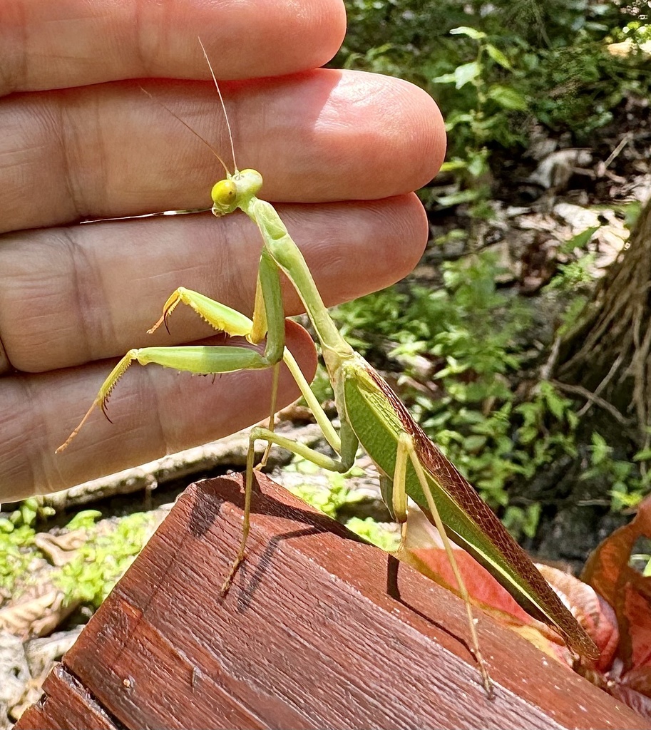 Giant Asian Mantises from Pulau Barie, West Papua, ID on December 02 ...