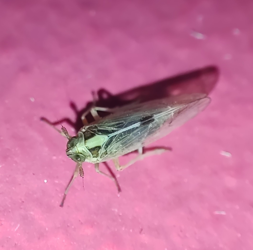 White-backed Planthopper from 96A,96B, 96C, Bhowanipore, Kolkata, West ...