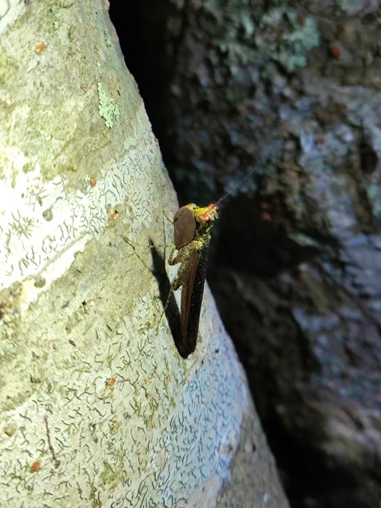 Catestiasula moultoni in July 2024 by ys · iNaturalist